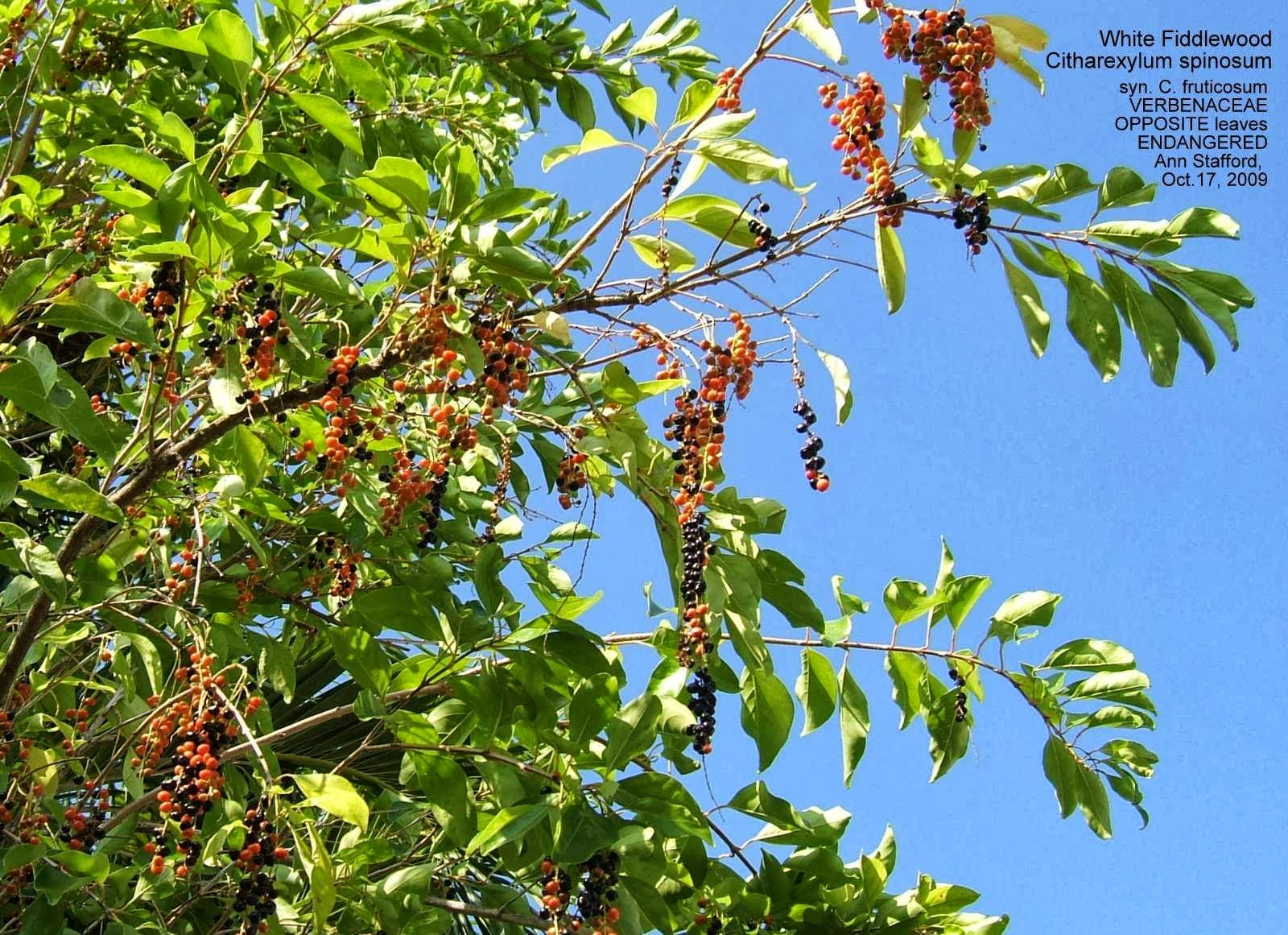 CaymANNature: Cayman PLANTS