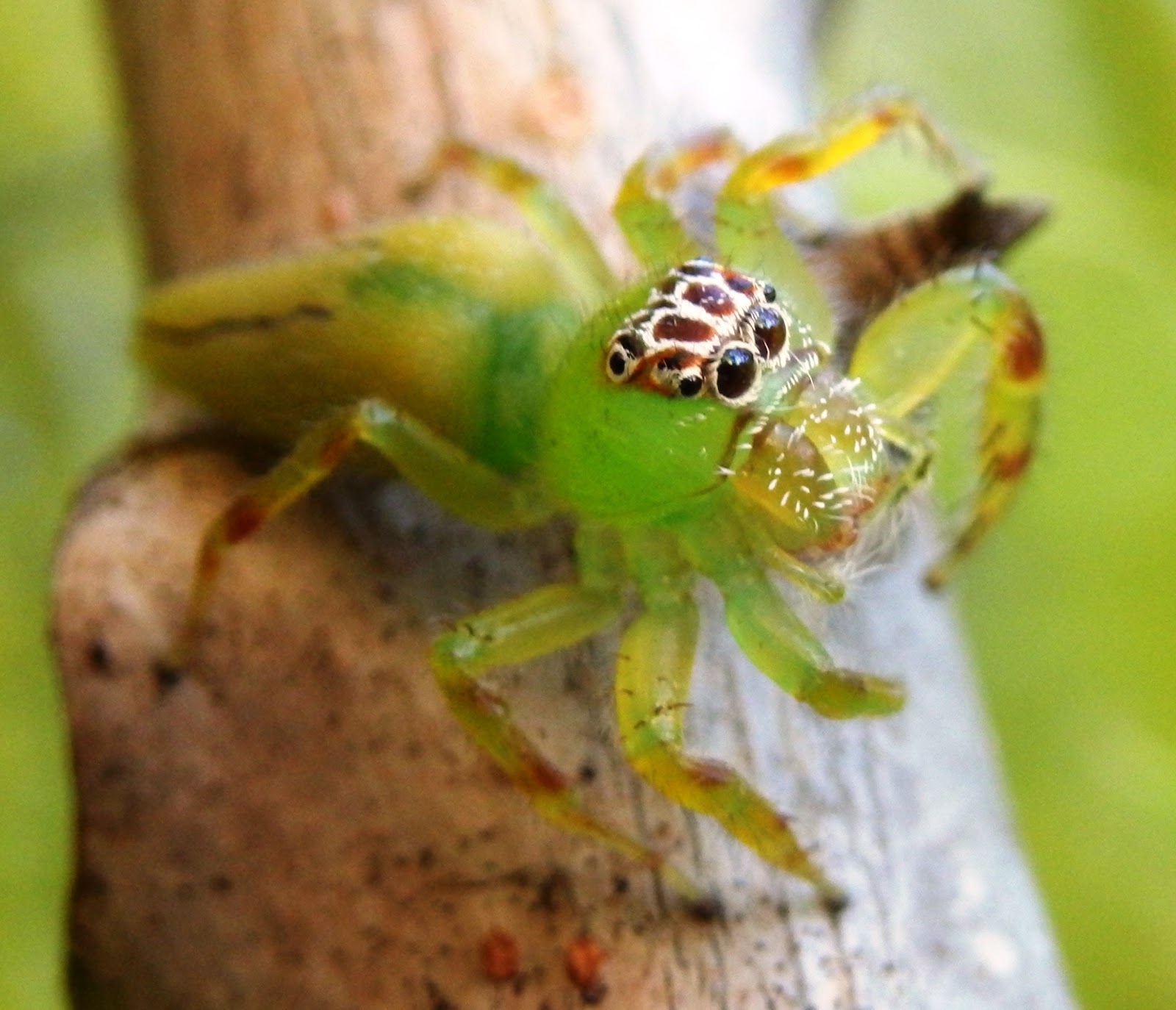 News from Coquette Point