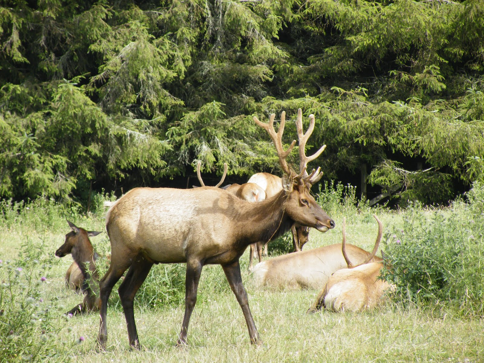 THE BEST IS YET TO COME...: Redwood National Park