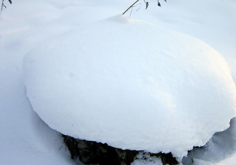 Eilės: Sena drebulė