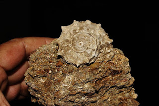 Biodiversity of Cyprus by NGO Protection of the Natural Heritage and ...