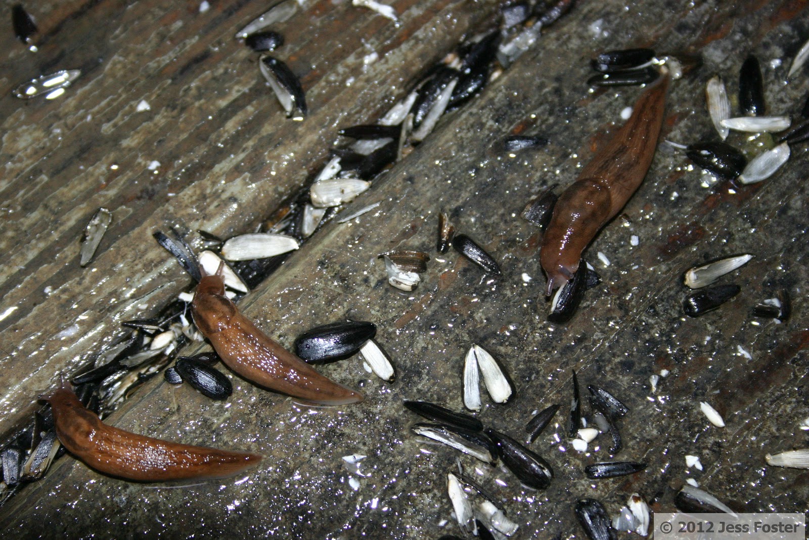 Sluggin' Along: Slug Pool Party
