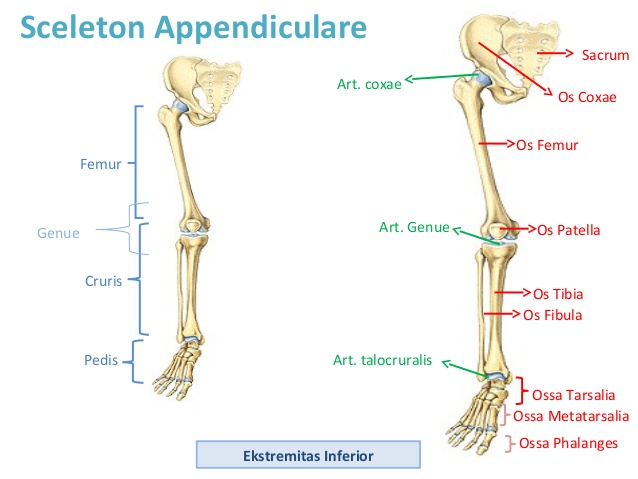 Sistem Muskuloskeletal: Anatomi Lengan Panggul Gerak Bawah