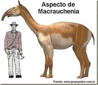 Fauna Prehistorica: MACRAUCHENIA