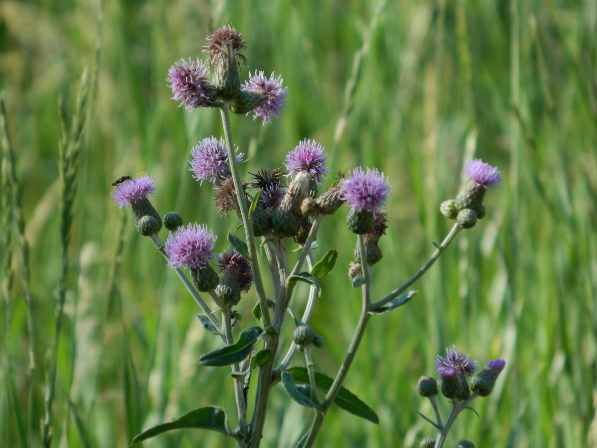 LA MULTI ANI, ROMANIA!: Flori de camp