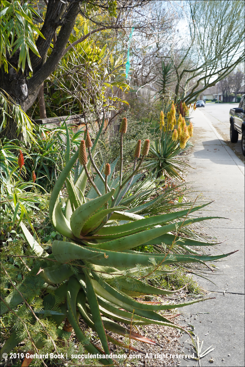 ...which of these aloes is the prettiest of all?