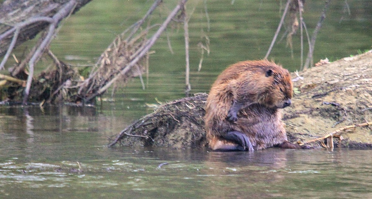 Gary's Outdoor Wanderings2: MORE UNUSUAL BEAVER PICS