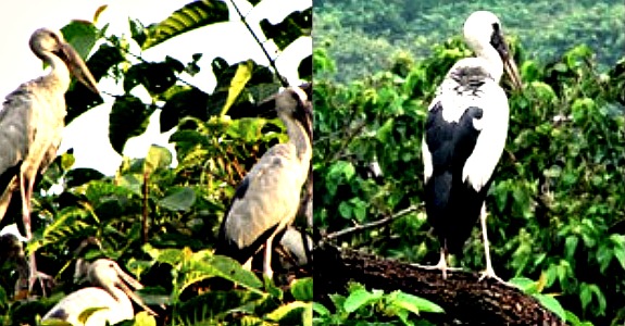 West Bengal Tour & Travel: Kulik Bird Sanctuary: A Home For The Birds