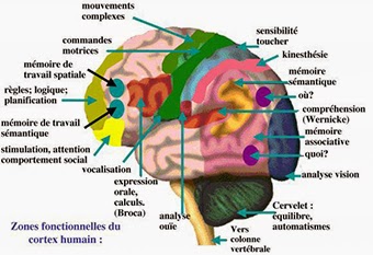 Le Cerveau de l'Enfant et de l'Adolescent: Le Cerveau Humain