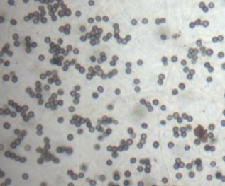 PLPA631 Ginger_Shan Jiang: Lab 1 20120905