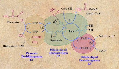 Destinos del Piruvato