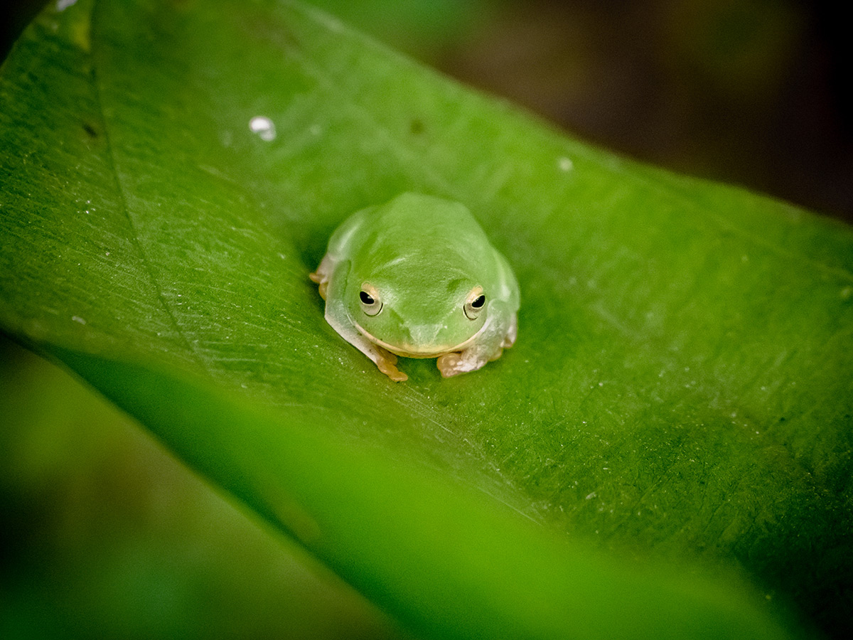 tower record: 超可愛的台北樹蛙_ The Precious Taipei Tree Frog Rhacophorus ...