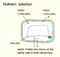 The Sweetest World: BIOLOGY PLASMA MEMBRANE