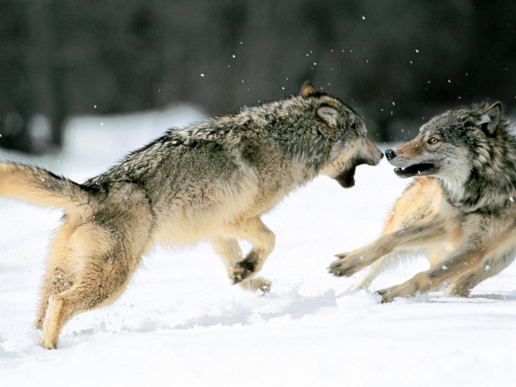 Wild Animal Fights | all about photo