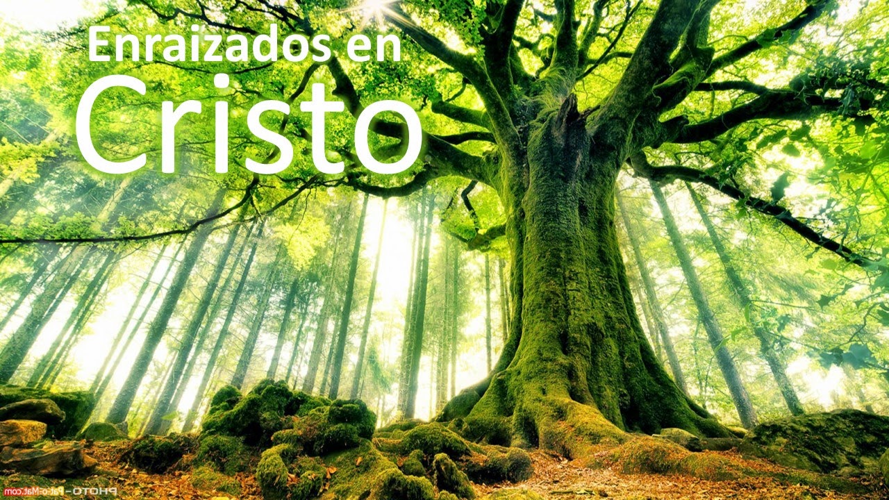Enraizados en Cristo