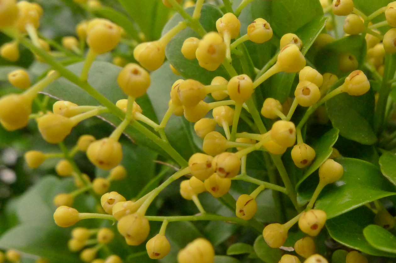 Aglaia odorata faydaları yan etkileri kullanım şekli | Herbalist Adnan ...