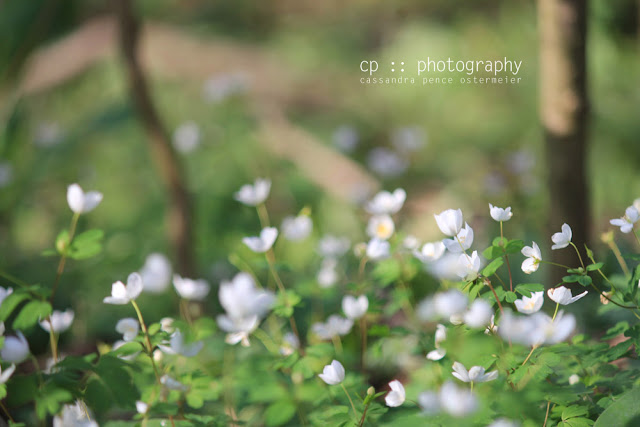 sassafras: spring green :: nature photography