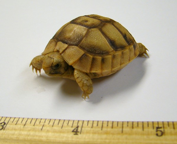 Baby Greek Tortoise