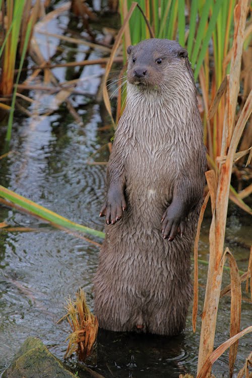 De Natuur Om Je Heen: Fotoworkshop OVP
