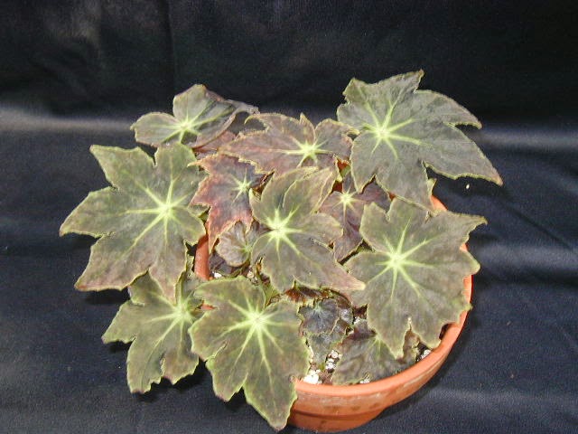 Всё о бегониях и не только...: Begonia 'Glory Bee', Begonia 'Green Gage ...