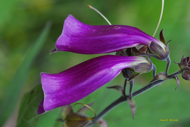 MONTES OBARENES ENTORNO Y VIDA: Dedalera purpúrea (Digitalis purpurea)