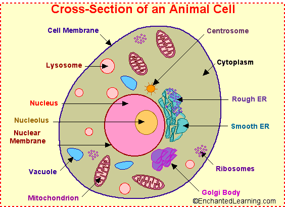 knowledge sea: ANIMAL CELL (FIGURES)