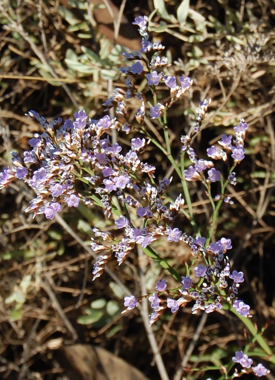 Plantas: Beleza e Diversidade: Limónio (Limonium vulgare)