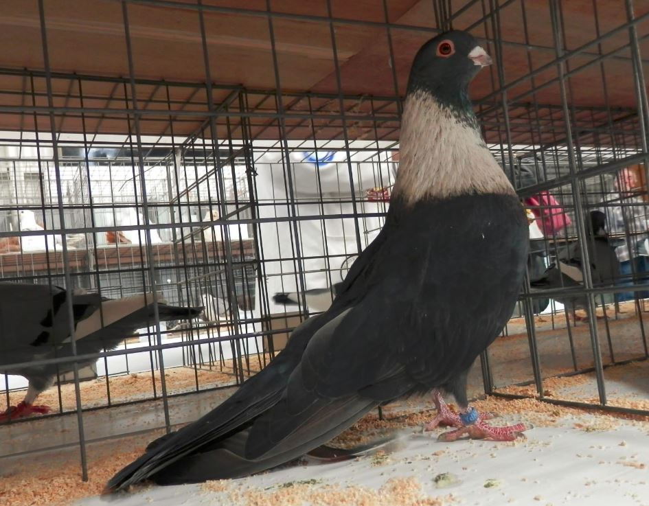 World of Pigeons and Doves: The Egyptian Swift ( Ägyptischer Segler )