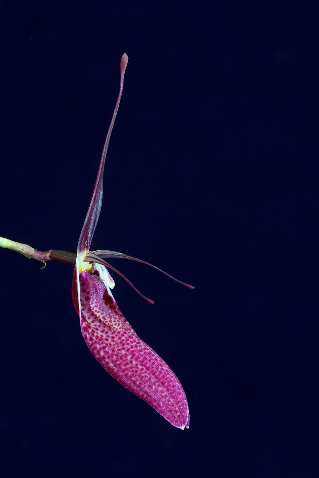Orchids in Bloom: Restrepia sanguinea 'Walter'