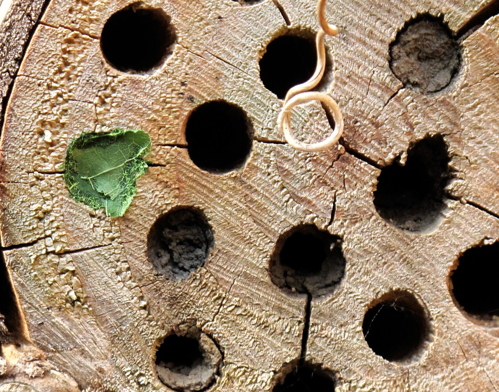 BugBlog: July 2013