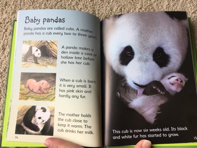 Abundant Family Living: Learn All About Pandas – Book, Activities, and ...