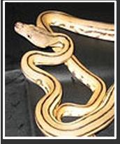 Costliest in the World: The Most Expensive Pets You Could Own