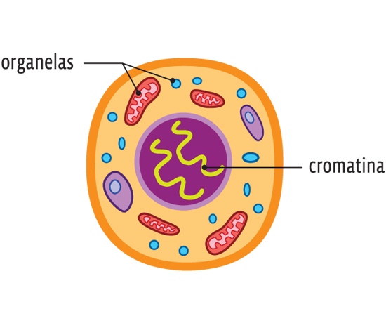 In Foco Universitário ®: Mitose e Meiose - Entenda como ocorrem as ...