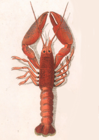 Animal Unique Beautiful: Cape Lobster