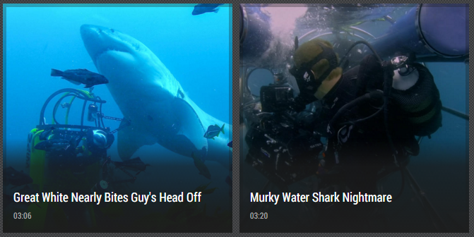 Human-Wildlife Conflict: Sharks, the media, and risk perception