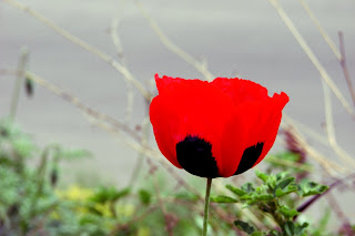 ვარდი: ყვავილები