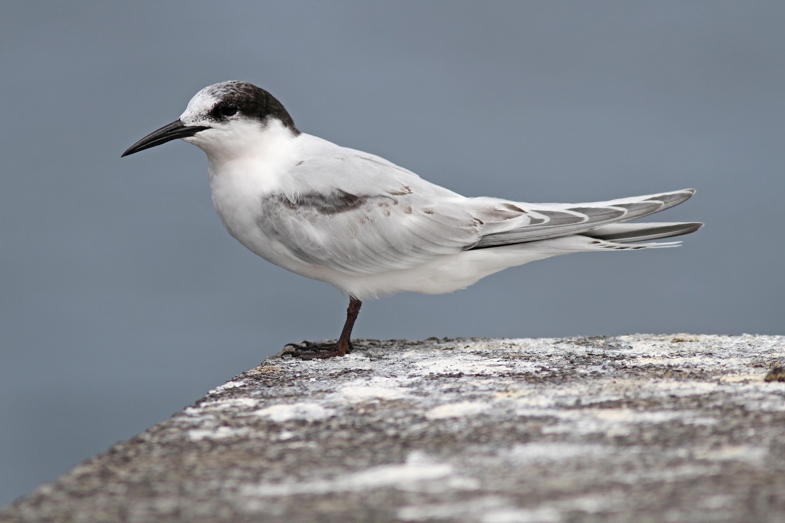 Non-Stop Birding: Azores Nature Pelagic 2013 Day One