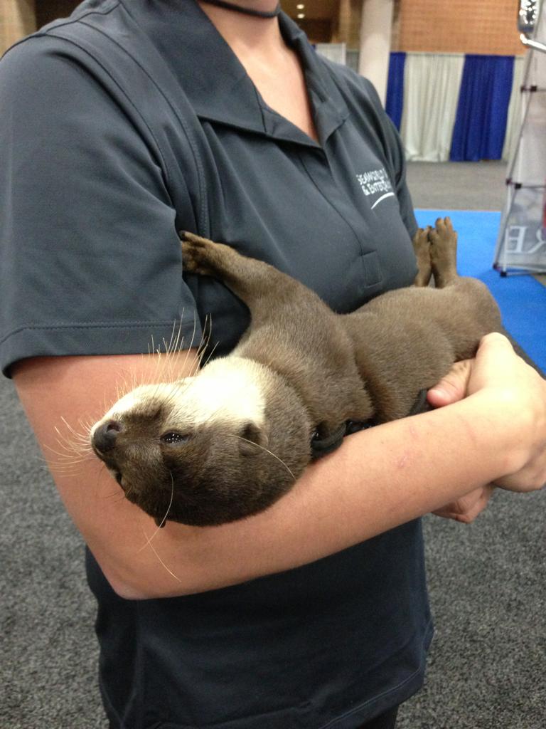 Funny animals of the week - 19 April 2013 (30 pics) | Amazing Creatures