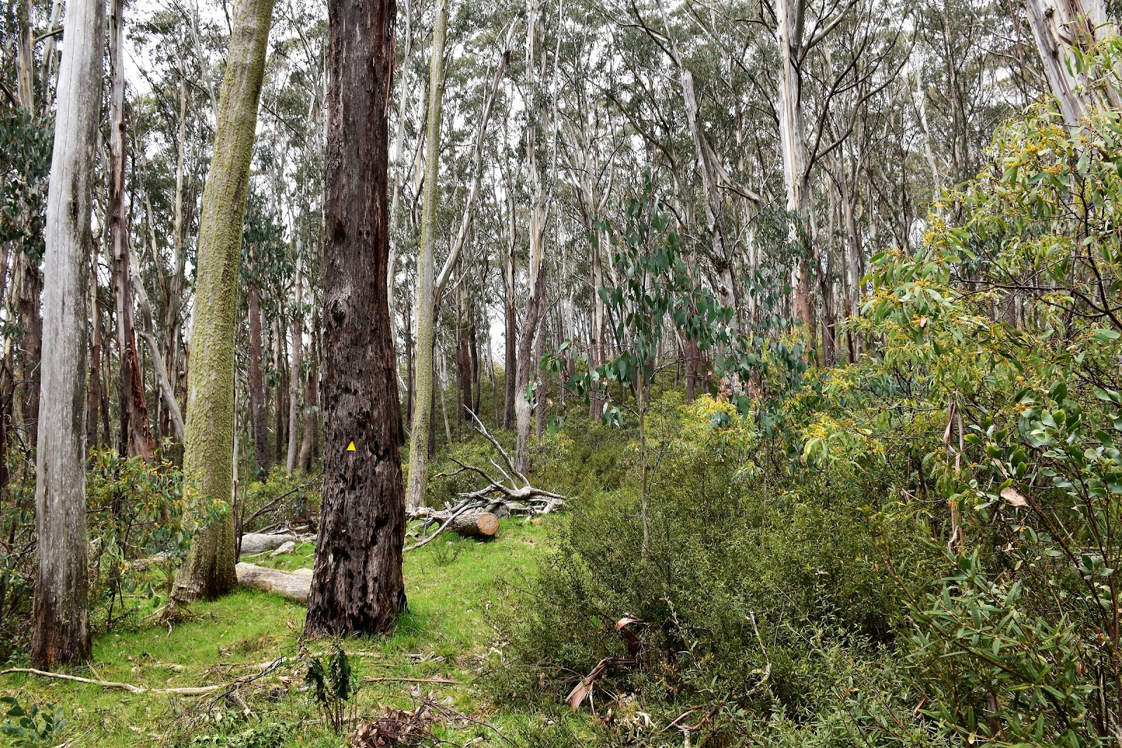 Goin' Feral One Day At A Time: Cleve Cole Hut to Mt Wills, AAWT, Alpine ...