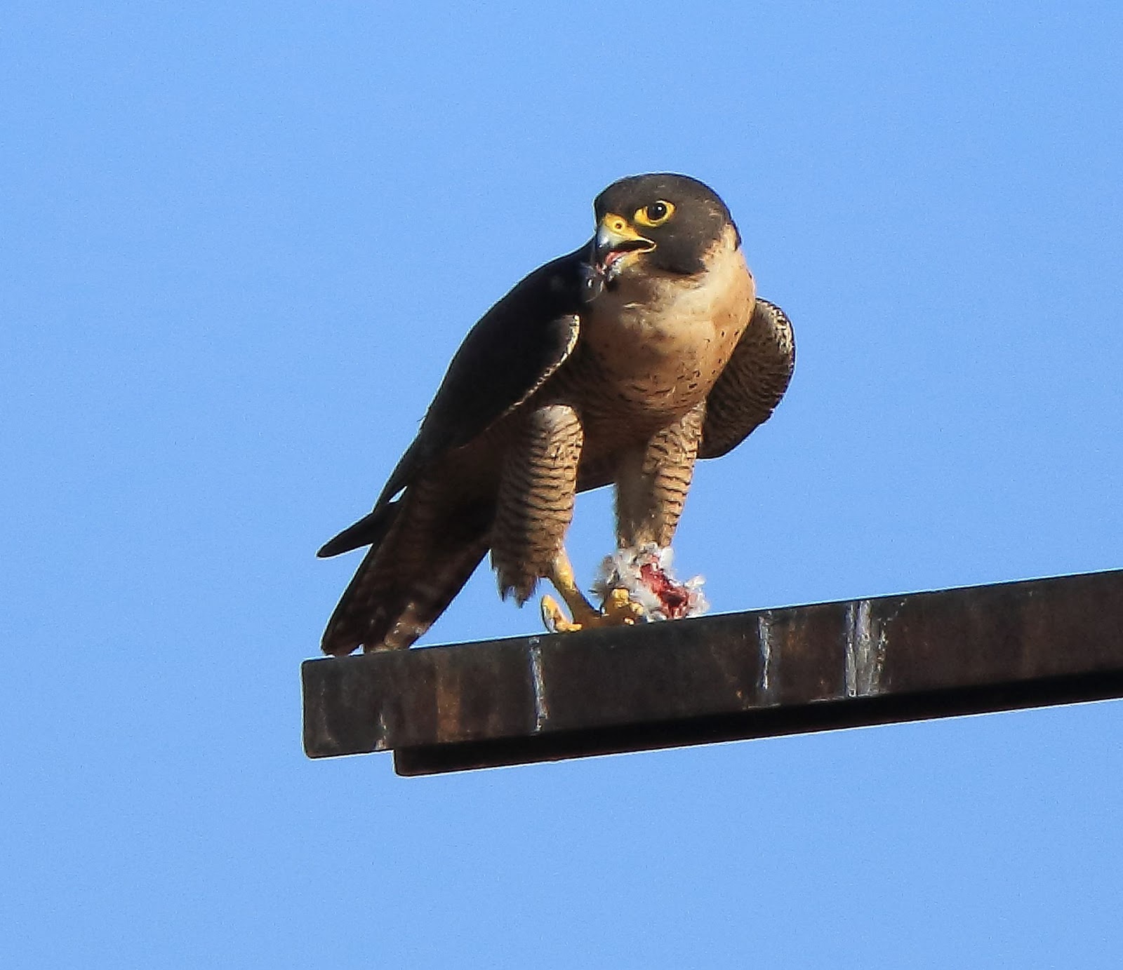 Richard Waring's Birds of Australia: Peregrine Falcon at Nyirripi
