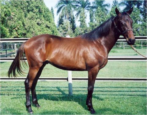 Jenis-jenis Kuda Di Indonesia, Asli dan Import | Gemar Ternak dan Kicau ...