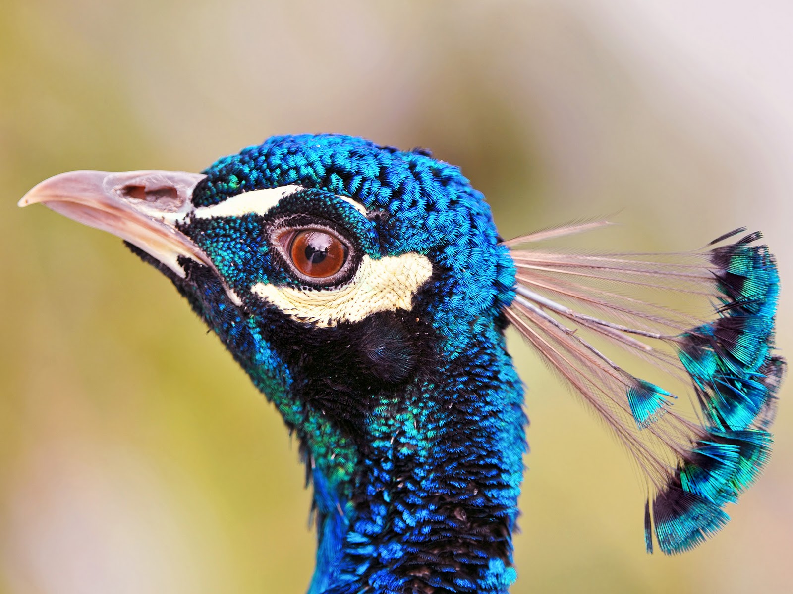 Wall N Pics: Peacock Face HD Wallpaper