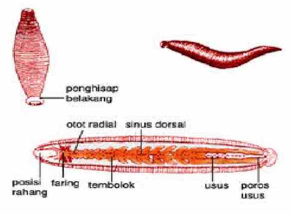 Filum Annelida | Quandary of Mind
