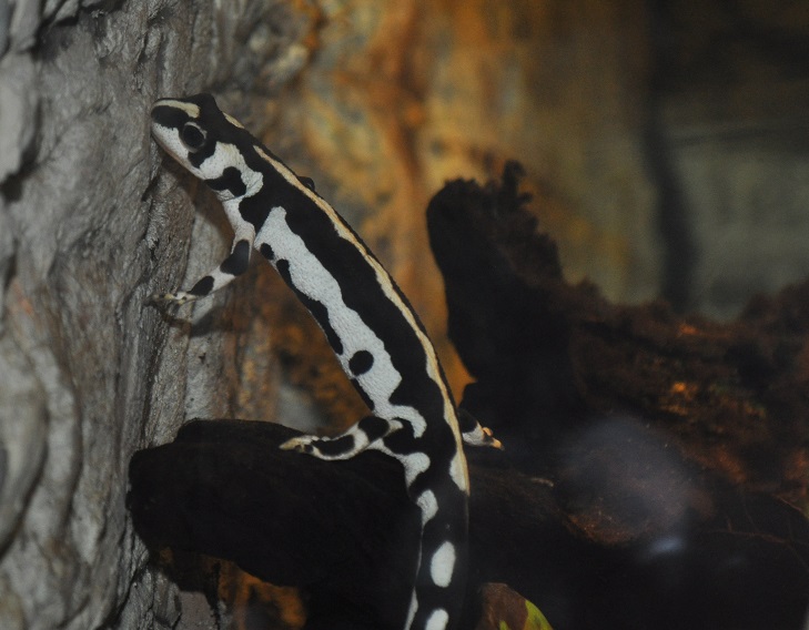 ZOOTOGRAFIANDO (6.096 ANIMALS): TRITÓN MOTEADO DE KAISER / KAISER´S ...