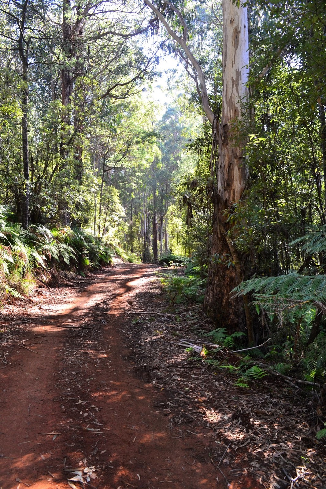 Goin' Feral One Day At A Time: Monda Track, Toolangi State Forest ...