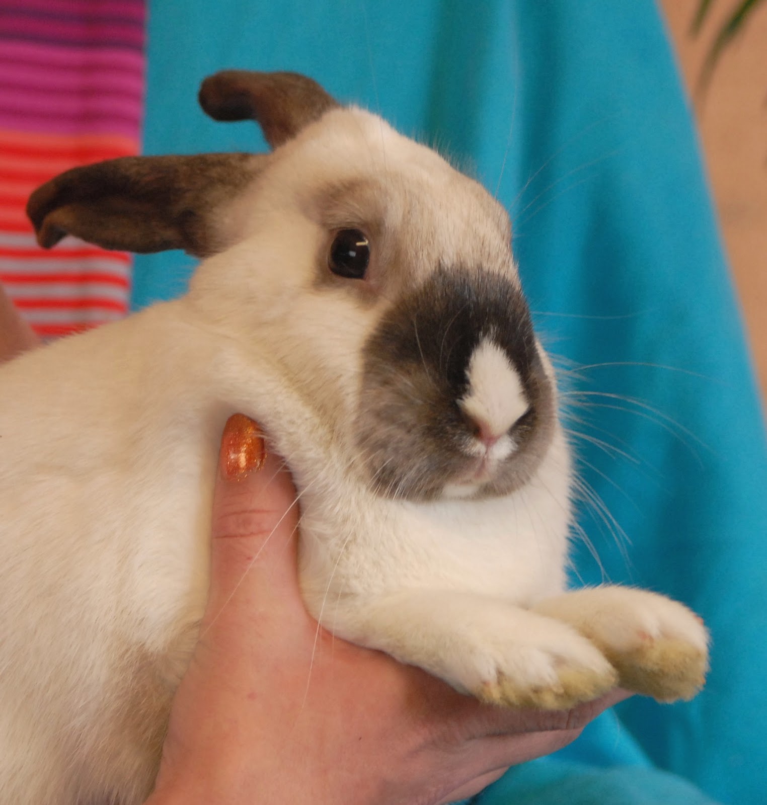 Three adorable baby bunny sisters for adoption!