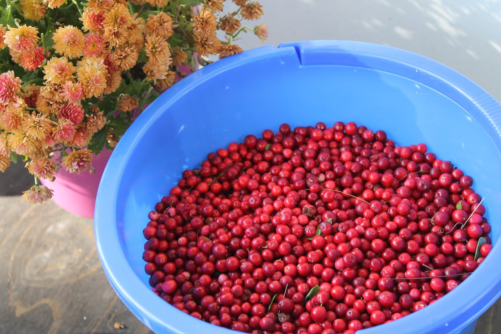 Ihana turhuus: Marjoja ja hirvikärpäsiä