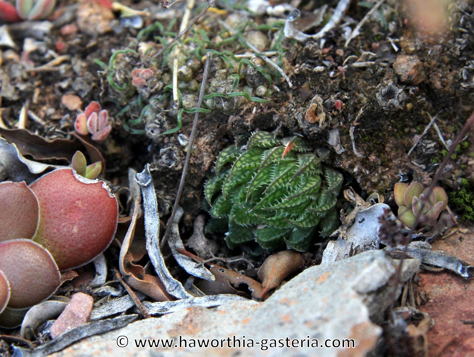 All you wanted to know about Haworthias, Gasterias and Astrolobas ...