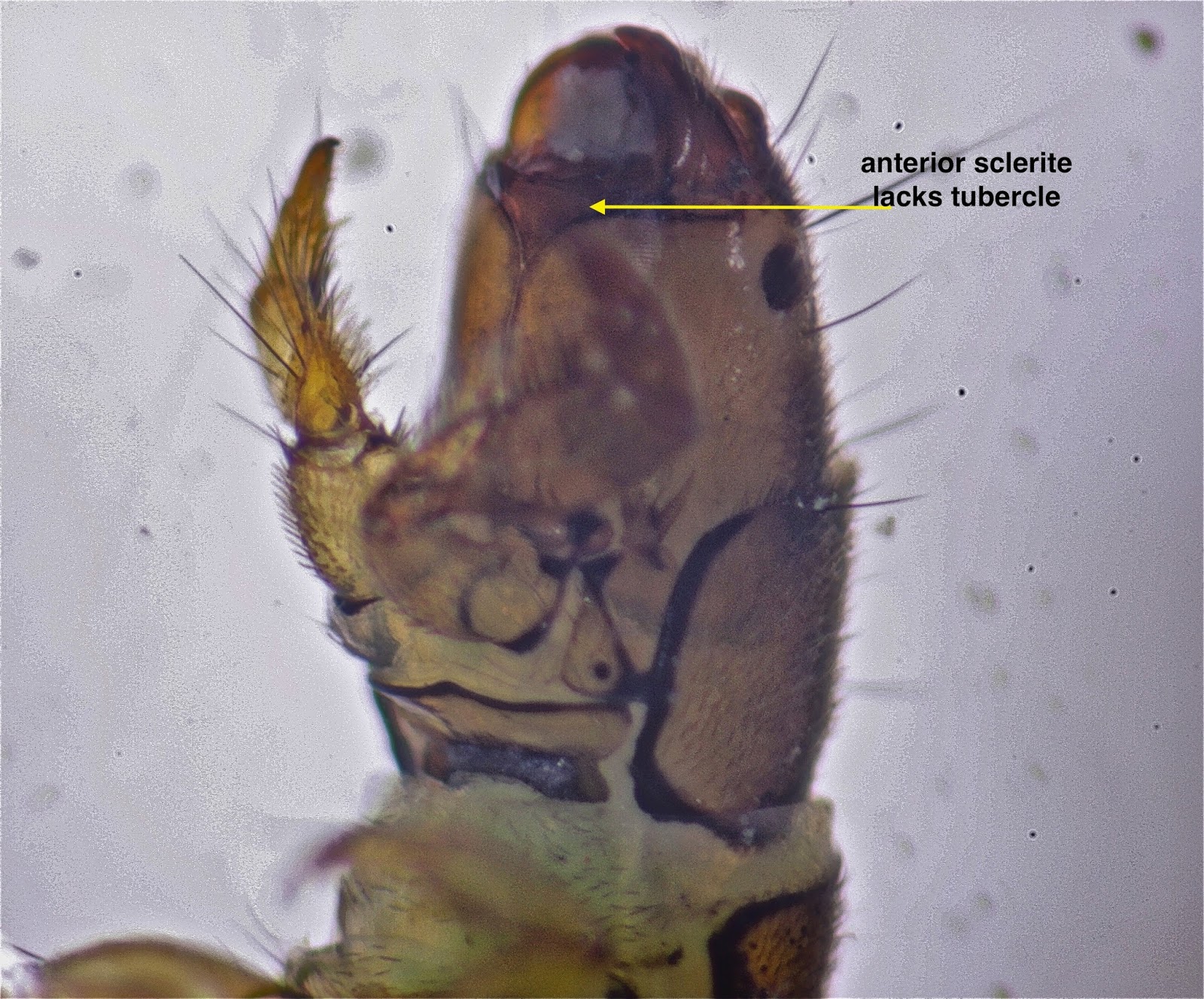 Aquatic Insects of Central Virginia: The "ventral apotome" and genus ID ...