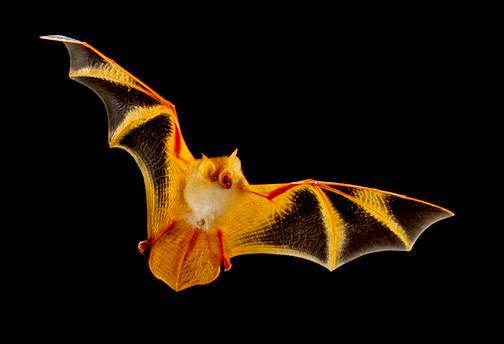 Mammals lk: විසිතුරු කිරිවවුලා / විසිතුරු කෙහෙල් වවුලා (Painted Bat)